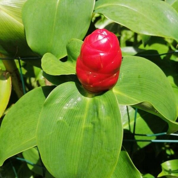 Spiral Ginger (Costus Scaber) Plant Care & How to Grow, Water
