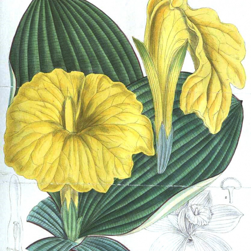 Yellow Trumpet (Costus Spectabilis) Plant Care & How to Grow, Water