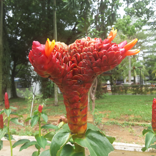 Indian Head Ginger (Costus Spicatus) Plant Care & How to Grow, Water