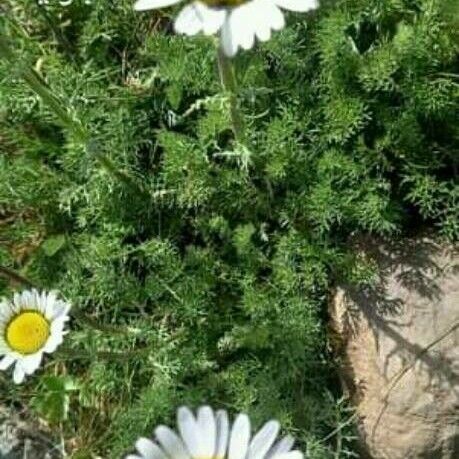 Southern Chamomile (Cota Altissima) Plant Care & How to Grow, Water