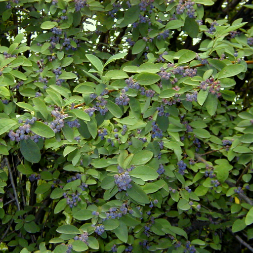 Peking Cotoneaster (Cotoneaster Acutifolius) Plant Care & How to Grow ...