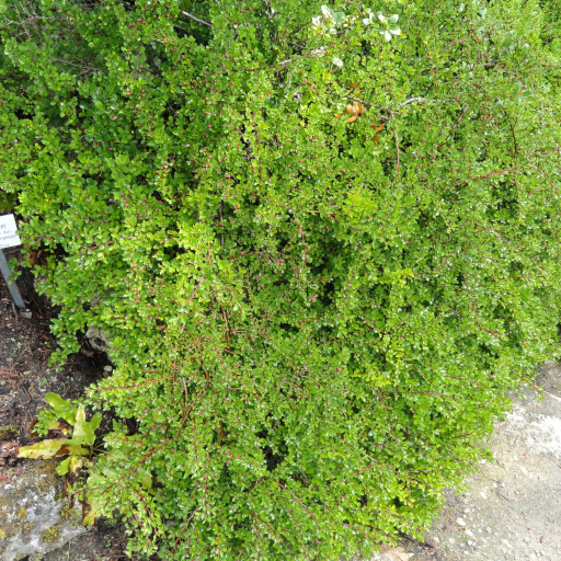 Creeping Cotoneaster (Cotoneaster Adpressus) Plant Care & How to Grow ...