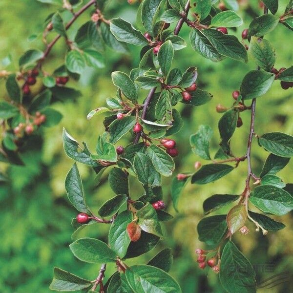Cotoneaster Alaunicus Plant Care & How to Grow, Water