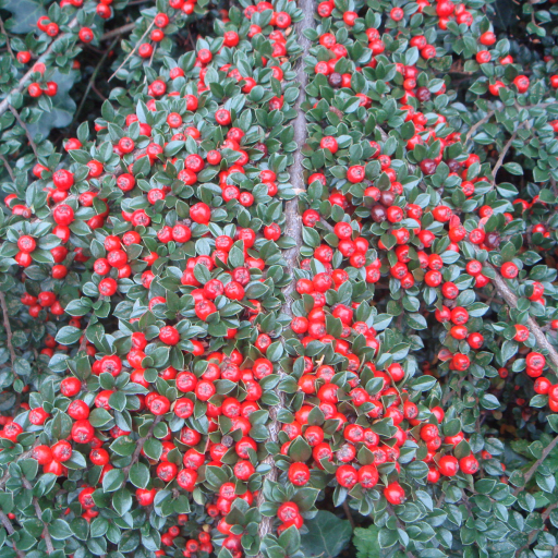 Wall Cotoneaster (Cotoneaster Atropurpureus) Plant Care & How to Grow ...