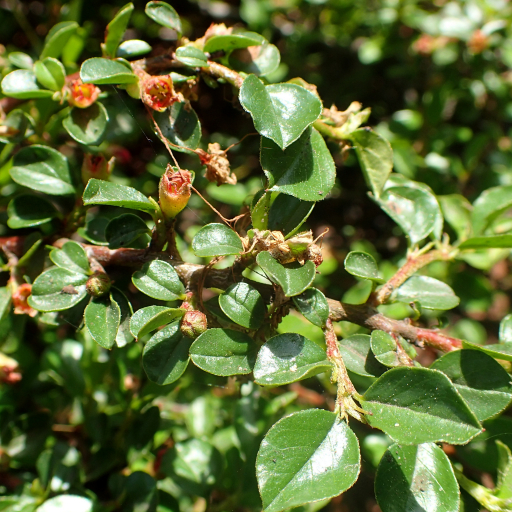Rose (Cotoneaster Cochleatus) Plant Care & How to Grow, Water
