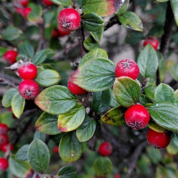 Diels's Cotoneaster (Cotoneaster Dielsianus) Plant Care & How to Grow ...