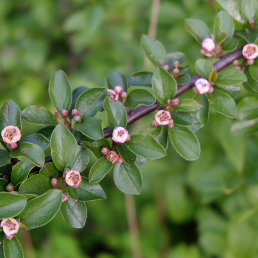 Spreading Cotoneaster (Cotoneaster Divaricatus) Plant Care & How to ...