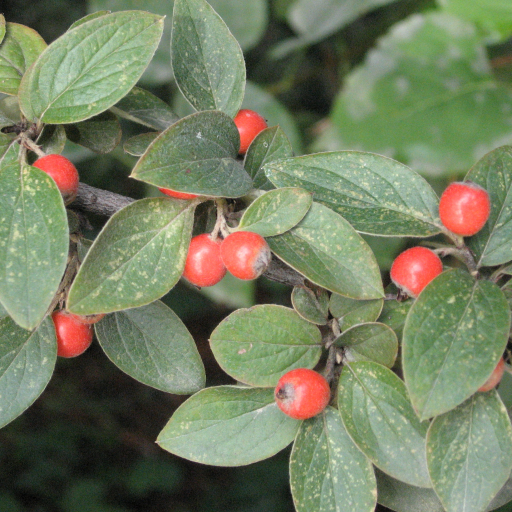 Franchet's Cotoneaster (Cotoneaster Franchetii) Plant Care & How to ...