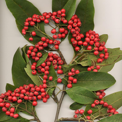 Tree Cotoneaster (Cotoneaster Frigidus) Plant Care & How to Grow, Water