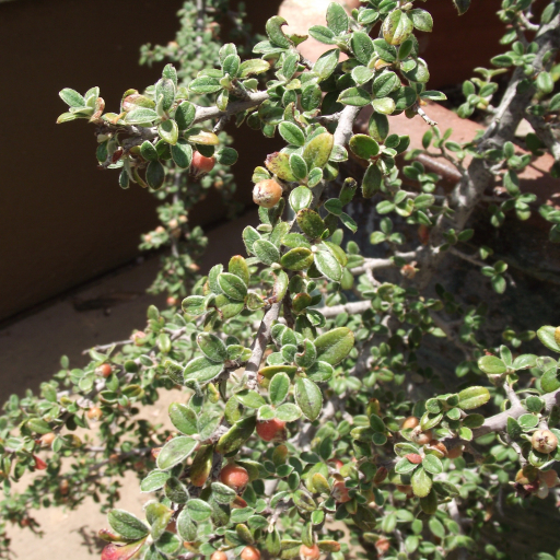 Glaucous Cotoneaster (Cotoneaster Glaucophyllus) Plant Care & How to Grow, Water