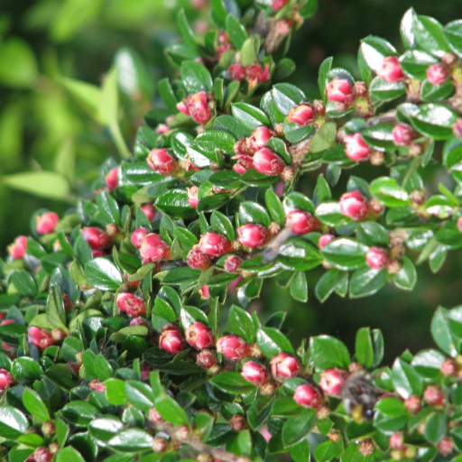 Rock Cotoneaster (Cotoneaster Horizontalis) Plant Care & How to Grow, Water