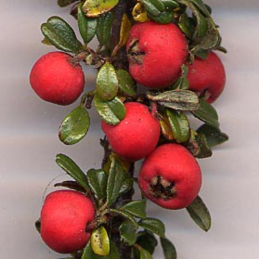 Entire-Leaved Cotoneaster (Cotoneaster Integrifolius) Plant Care & How ...