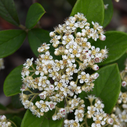 Cotoneaster Lacteus Plant Care & How to Grow, Water