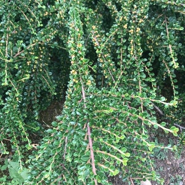 Dwarf Cotoneaster (Cotoneaster Nan-Shan) Plant Care & How to Grow, Water