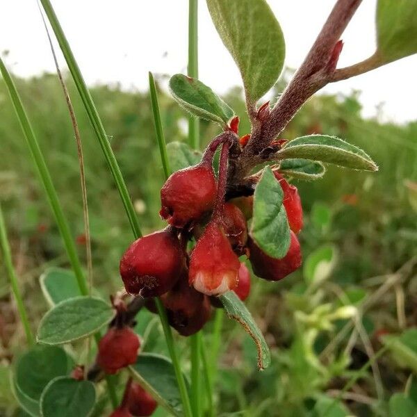 Brickberry Cotoneaster (Cotoneaster Nebrodensis) Care Guide: Water ...