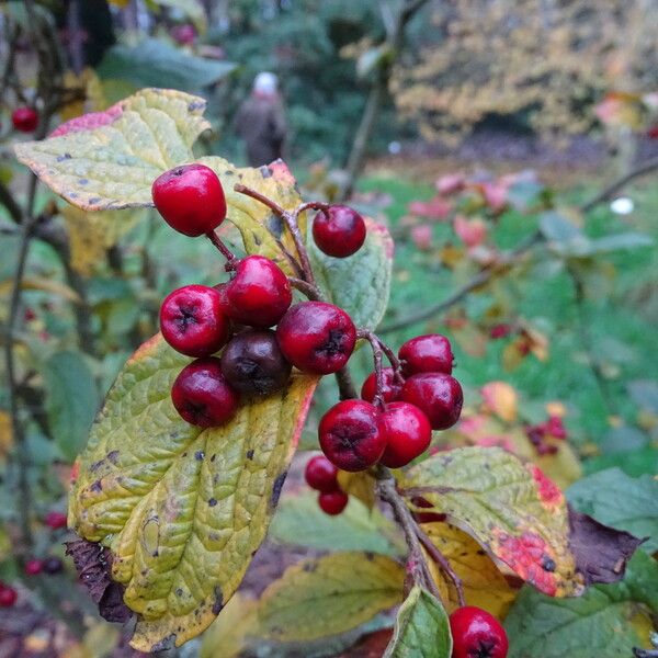 Hollyberry Cotoneaster (Cotoneaster Rehderi) Care Guide: Water, Soil ...