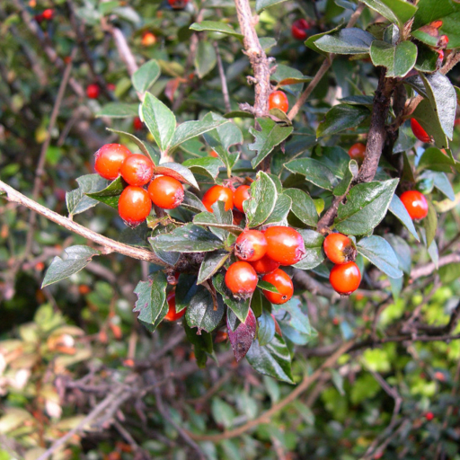 Himalayan Cotoneaster (Cotoneaster Simonsii) Care Guide: Water, Soil ...