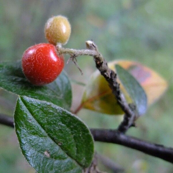 Tengyueh Cotoneaster (Cotoneaster Tengyuehensis) Plant Care & How to Grow, Water
