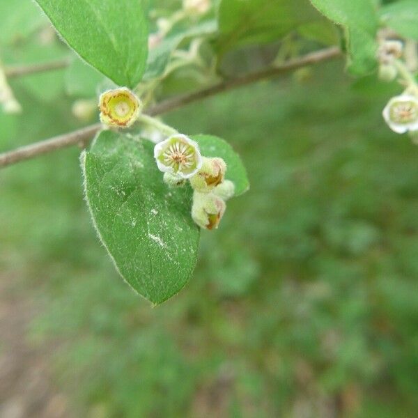 Brickberry Cotoneaster (Cotoneaster Tomentosus) Plant Care & How to ...
