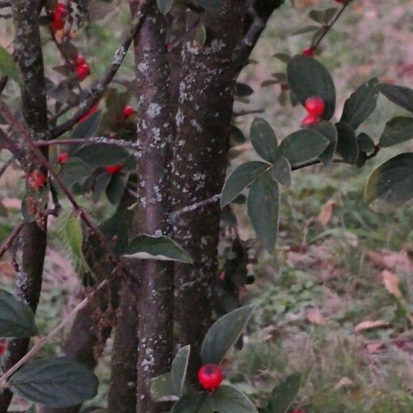 Ward's Cotoneaster (Cotoneaster Wardii) Plant Care & How to Grow, Water