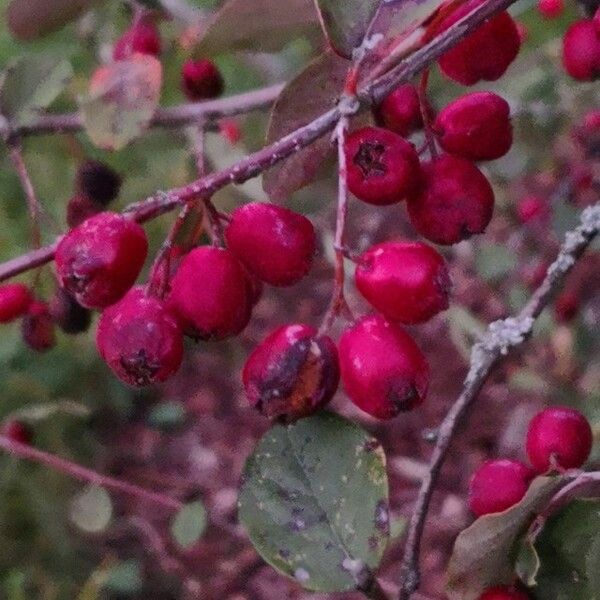 Cherryred Cotoneaster (Cotoneaster Zabelii) Plant Care & How to Grow, Water