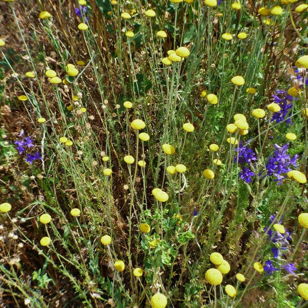 Babuna (Cotula Anthemoides) Plant Care & How to Grow, Water