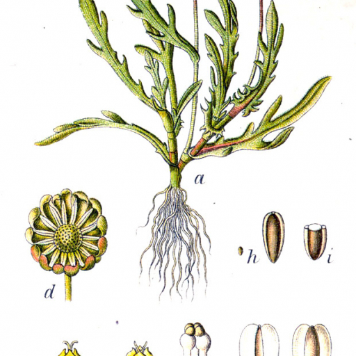 Brass-Buttons (Cotula Coronopifolia) Plant Care & How to Grow, Water