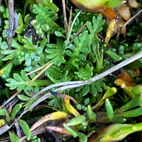 Cotula Mexicana Plant Care & How to Grow, Water