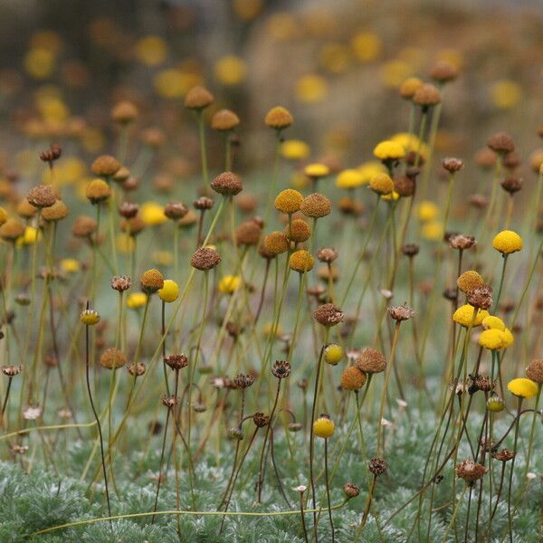 Twohair Buttons (Cotula Sericea) Plant Care & How to Grow, Water
