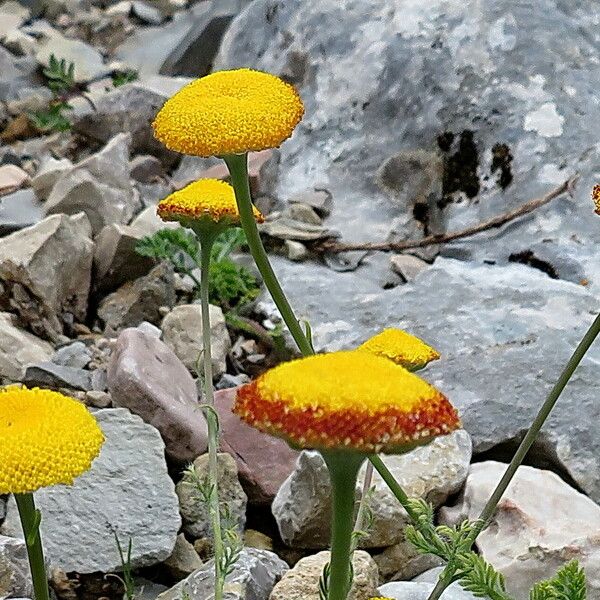Velvet Buttons (Cotula Socialis) Plant Care & How to Grow, Water