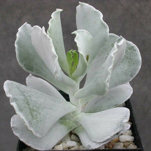 Cotyledon Cuneata Plant Care & How to Grow, Water