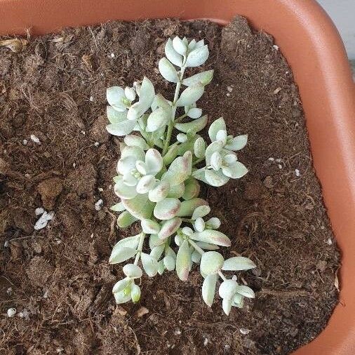 Aakula Draxa Mokka (Cotyledon Pendens) Plant Care & How to Grow, Water