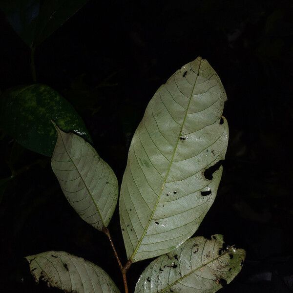 Couepia Guianensis Plant Care & How to Grow, Water