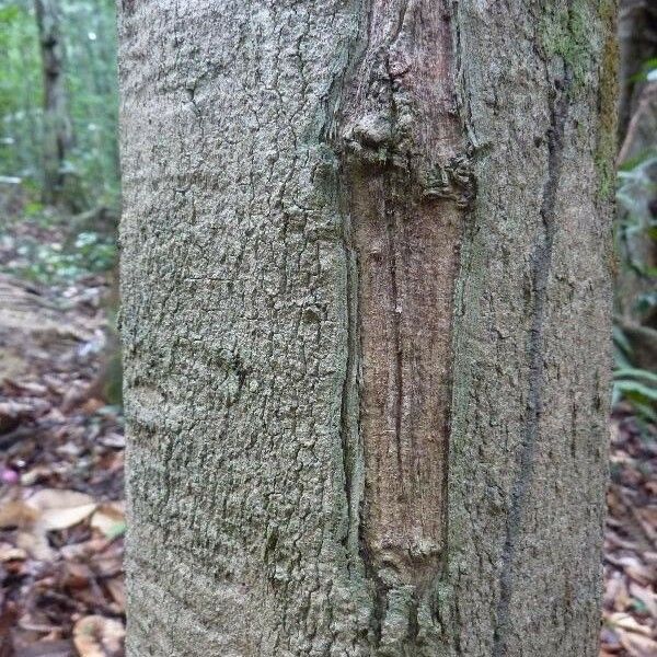 Couepia Obovata Plant Care & How to Grow, Water