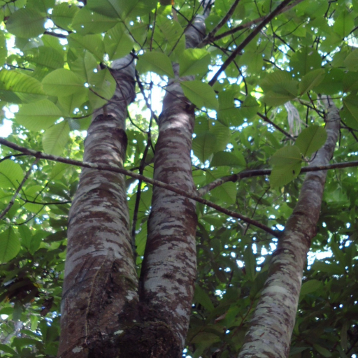 Couma Macrocarpa Plant Care & How to Grow, Water