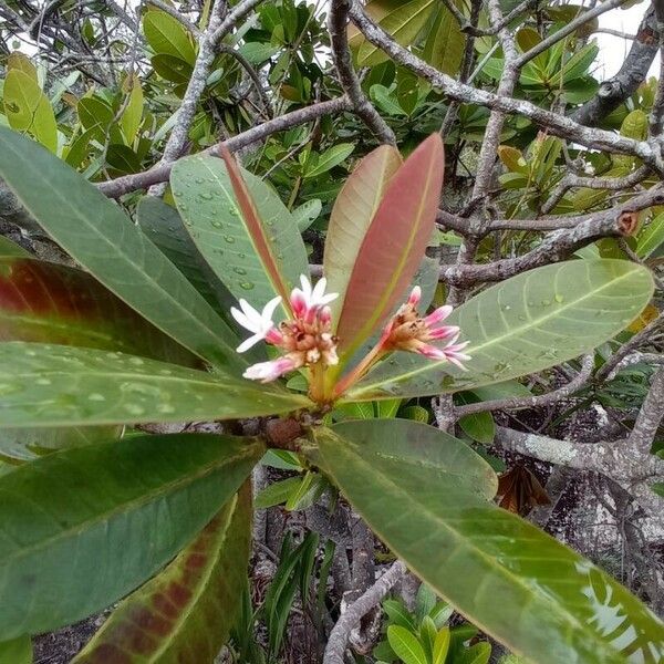 Couma Rigida Plant Care & How to Grow, Water