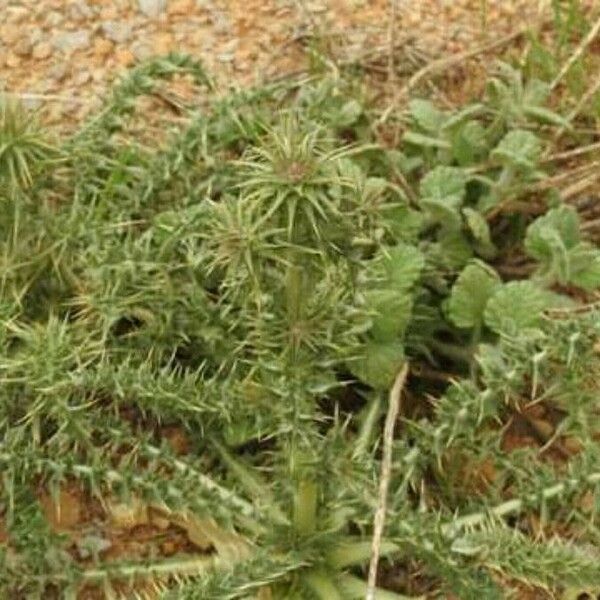 Cousinia Hermonis Care Guide: Water, Soil & Propagation - Plantiary
