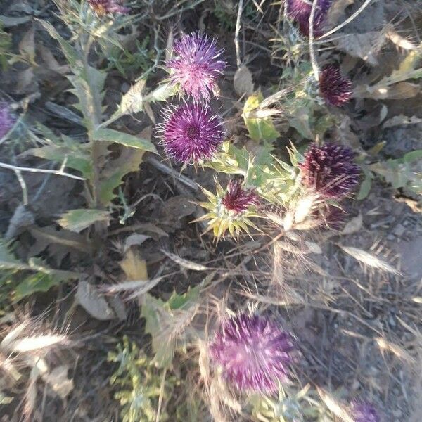 Cousinia Microcarpa Plant Care & How to Grow, Water