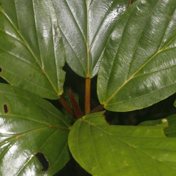 Coussapoa Parviceps Plant Care & How to Grow, Water