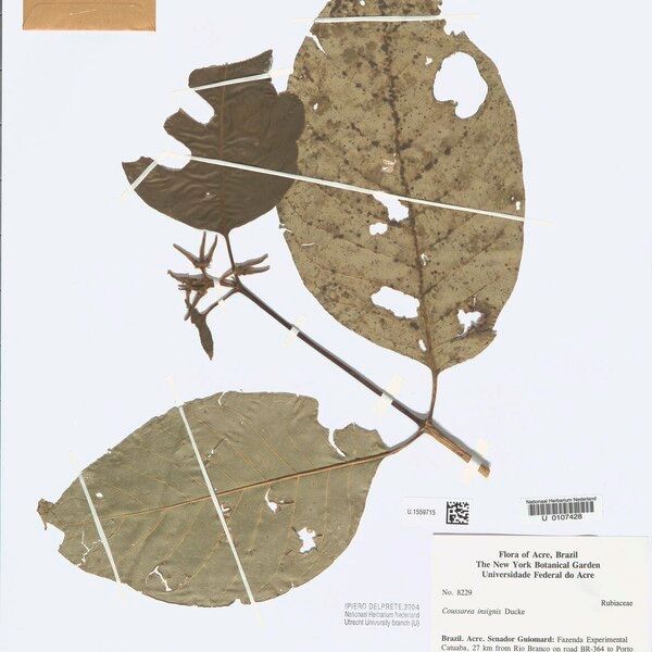 Coussarea Insignis Plant Care & How to Grow, Water