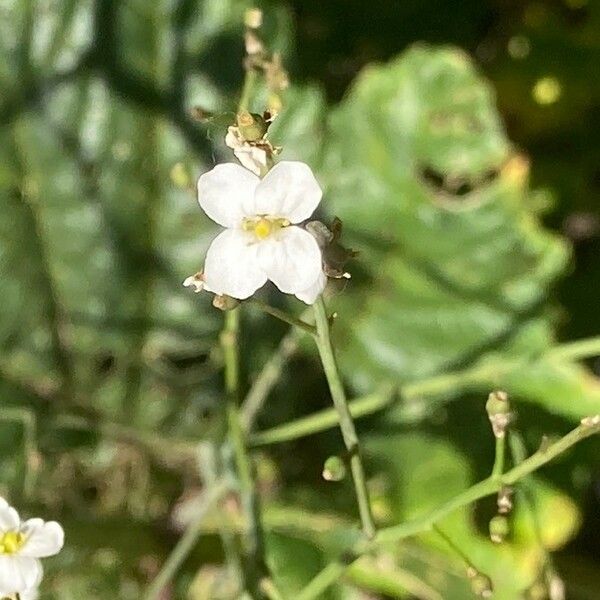 Hispanic Crambe (Crambe Filiformis) Plant Care & How to Grow, Water
