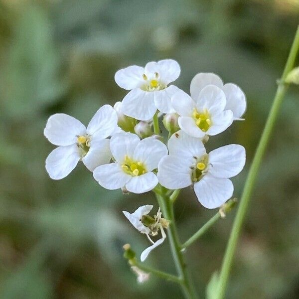 Crambe Fruticosa Plant Care & How to Grow, Water