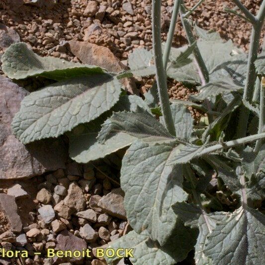 Crambe Kralikii Plant Care & How to Grow, Water