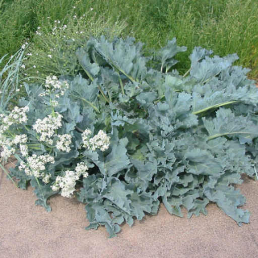 Sea Kale (Crambe Maritima) Plant Care & How to Grow, Water