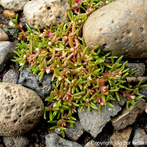 Water Pygmyweed (Crassula Aquatica) Plant Care & How to Grow, Water