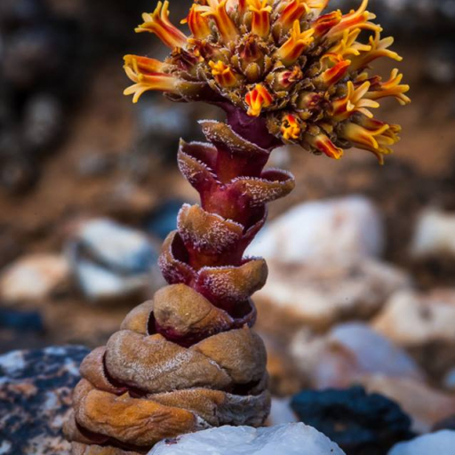 Buddha's Temple (Crassula Columnaris) Plant Care & How to Grow, Water