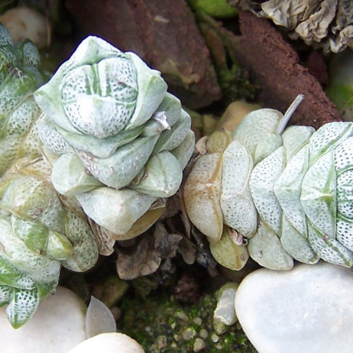String Of Cloves (ఎల్లిపాయల దండ) (Crassula Deceptor) Care Guide: Water ...