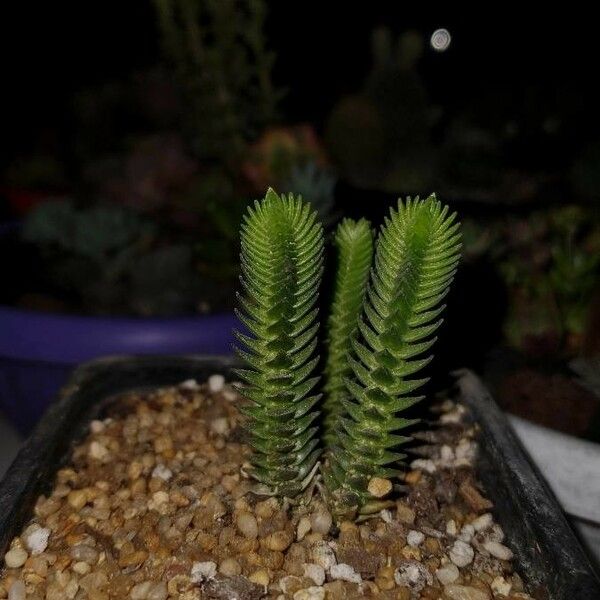 Large Whipcord (Crassula Ericoides) Plant Care & How to Grow, Water