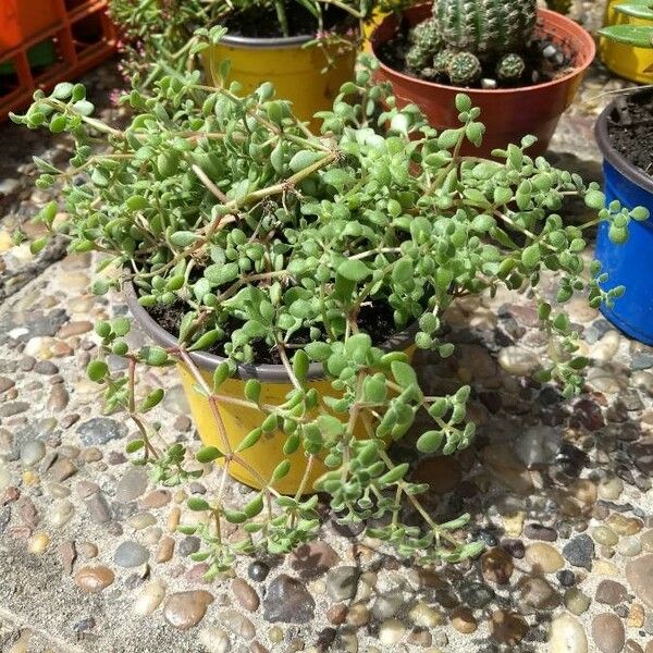 Fine Stonecrop (Crassula Expansa) Plant Care & How to Grow, Water