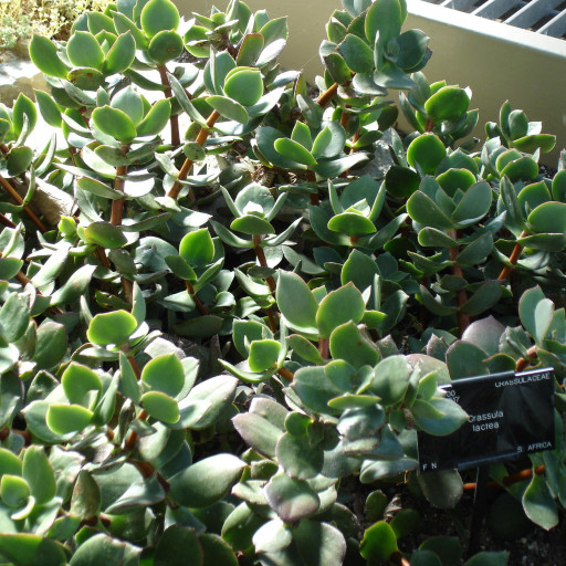 Krysna Crassula (Crassula Lactea) Plant Care & How to Grow, Water